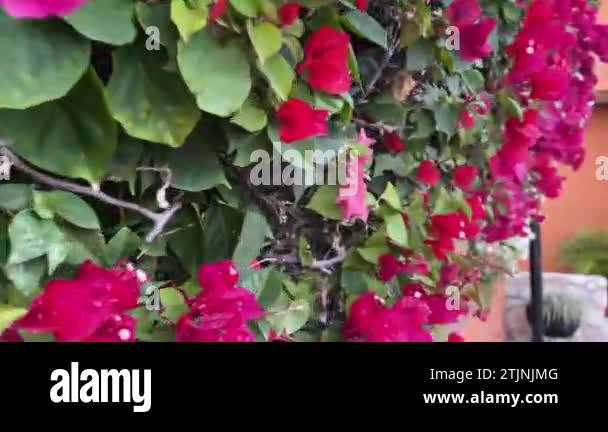 Bougainvillea antenna in groups with colorful bracts papillose, of ...