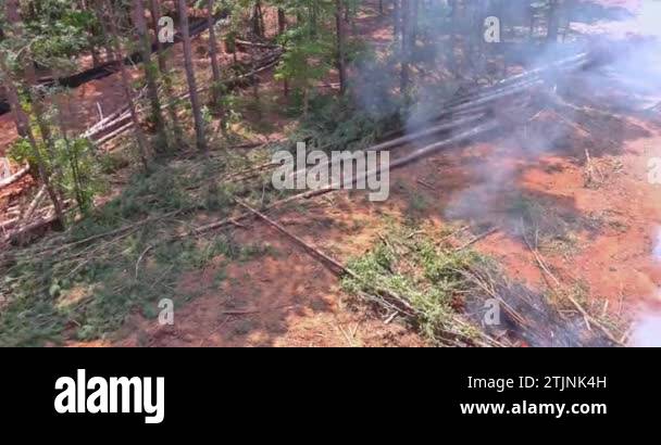 There is destruction forest, burning uprooting of trees, cleaning land ...