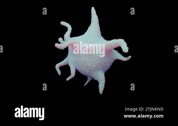 3D render - Platelet and thrombocyte anatomy concept and activated ...