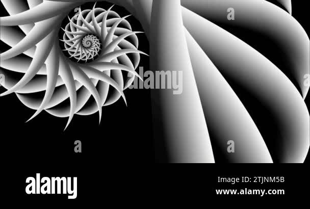 Nautilus shell footage Fibonacci video clip spinning golden ratio number sequence. 3D geometric ...