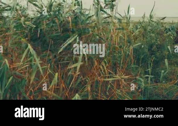 Common reed, or southern reed, Phragmites australis, a tall perennial ...