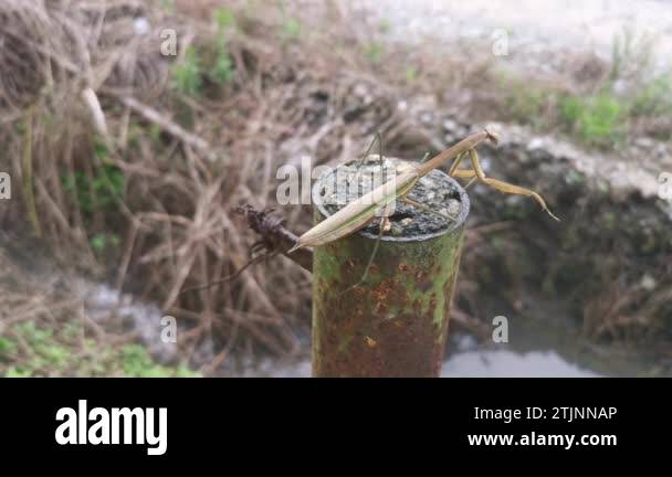praying mantis resting on the tip of the rusty metal pole Stock Video ...