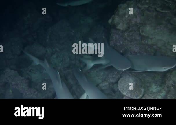 Pack of reef sharks underwater swim effortlessly up close in Isla del ...