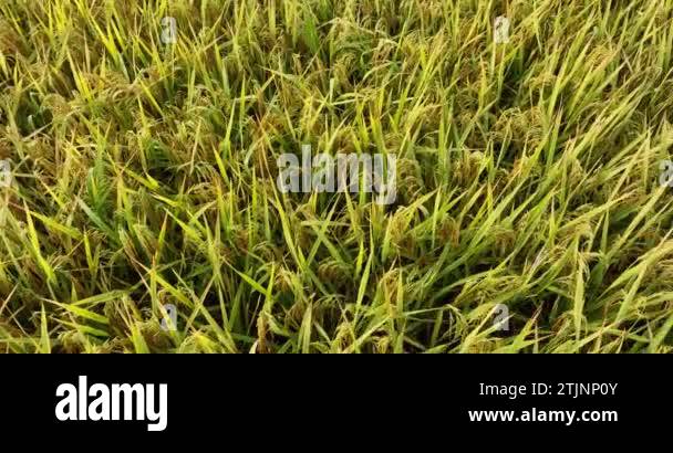 Grain rice field Stock Videos & Footage - HD and 4K Video Clips - Alamy