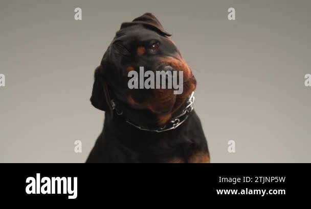 cute rottweiler dog tilting his head to side, panting and sticking out ...