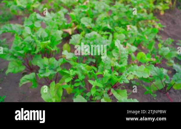 Beet root bed Stock Videos & Footage - HD and 4K Video Clips - Alamy