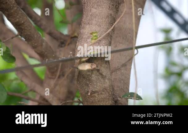 The gardener use curve hand saw to prune the small tree. Professional ...