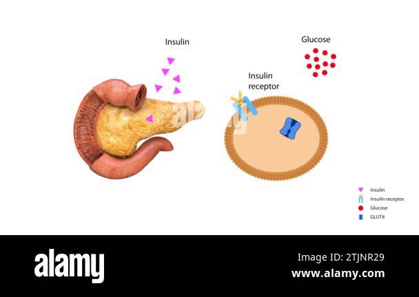 Insulin regulates the metabolism and is the key that unlocks the cell's ...