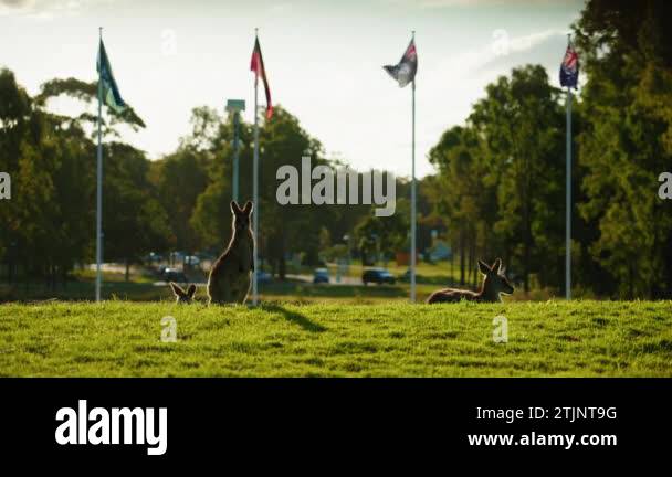 Native Wildlife Kangaroos In Front Of Iconic Australian Flag And ...
