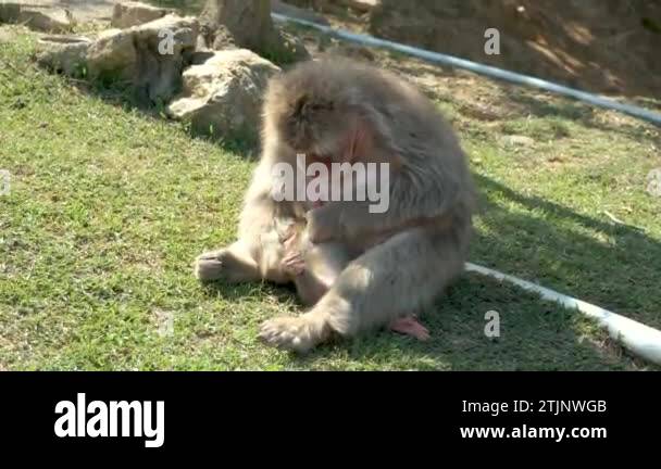 Monkey milk feeding baby monkey Stock Videos & Footage - HD and 4K ...
