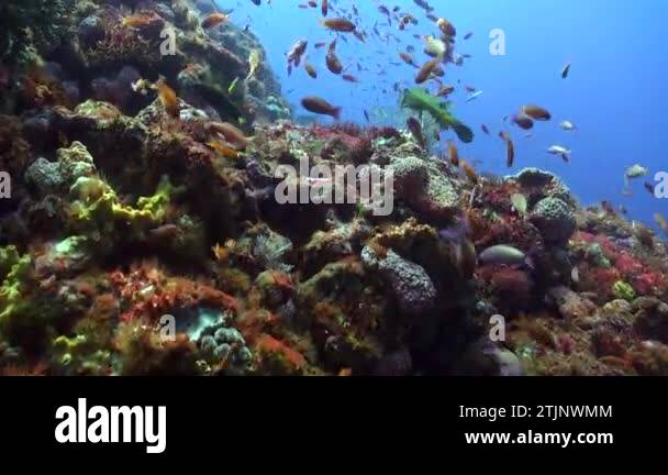 Underwater ocean of Bali offers stunning display of fish species ...