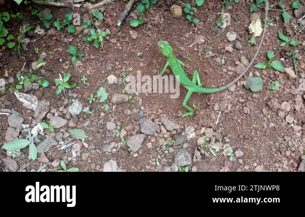 Garden calotes Stock Videos & Footage - HD and 4K Video Clips - Alamy