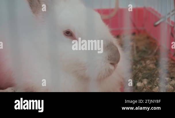 Stylish rodents Stock Videos & Footage - HD and 4K Video Clips - Alamy
