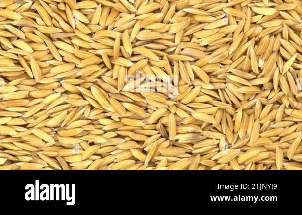 Dry paddy seed Stock Videos & Footage - HD and 4K Video Clips - Alamy