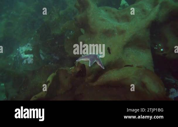 Underwater video in cold clear water of the Southern Ocean in ...