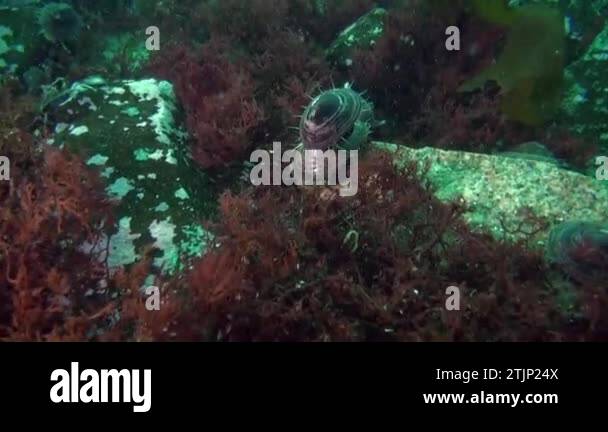 Underwater video in cold clear water of the Southern Ocean in ...
