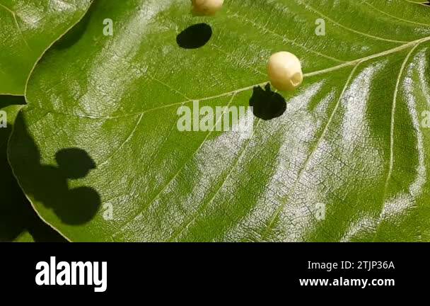 Madhuca Longifolia flower. It is part of a traditional Indian food ...