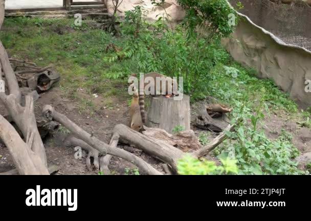 Family of South American Coati eating on a fallen tree. Nasua is a wild ...