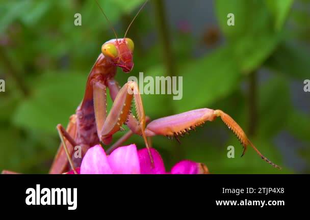Predator preys on insects. The European mantis (Mantis religiosa) is a ...