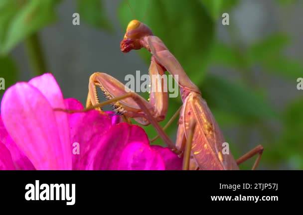 Predator preys on insects. The European mantis (Mantis religiosa) is a ...