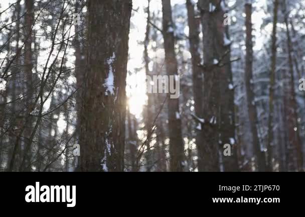 Pine forest in the snow. Snowfall through scotch fir trees. Inside ...