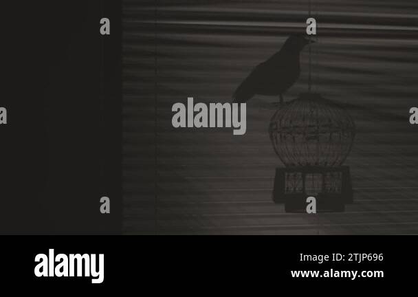 Raven room Stock Videos & Footage - HD and 4K Video Clips - Alamy