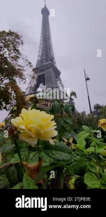 Eiffel tower roses Stock Videos & Footage - HD and 4K Video Clips - Alamy