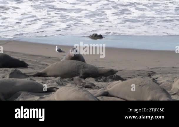 Female sea elephant in Stock Videos & Footage - HD and 4K Video Clips ...