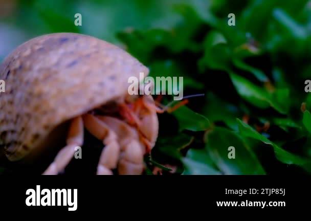 Animal Footage. 4k Hermit crabs video. Hermit crab wakes up in the middle of the grass in the ...