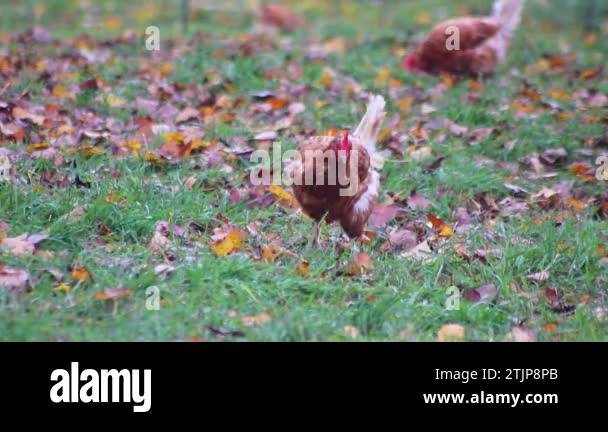 Mistreated chicken on free range chicken farm and stock breeding shows ...