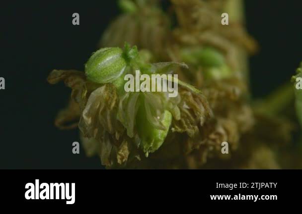 Zoom in on the top of the cannabis flower.Male cannabis flowers in full ...