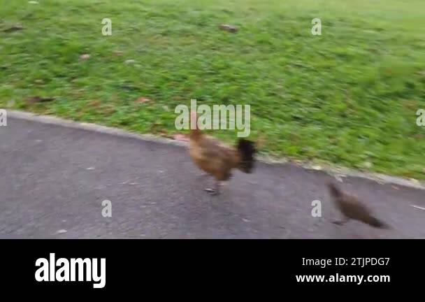 Roaming streets Stock Videos & Footage - HD and 4K Video Clips - Alamy