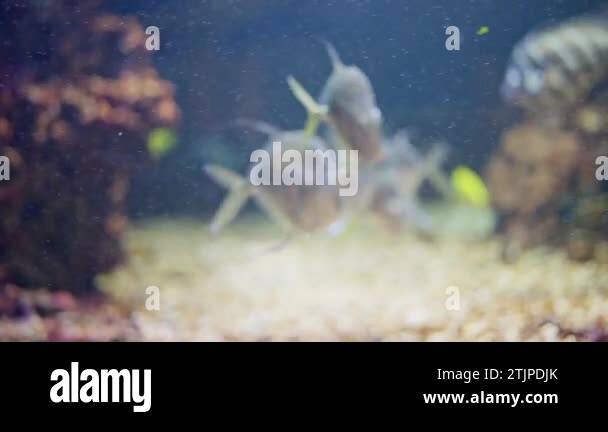Close up video of a mirror fish swimming in an aquarium with green ...