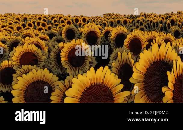 Sunflower field in a hand drawn illustration style. 4K animation Stock ...
