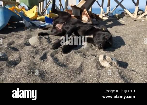 Stray dog with tag in his ear basks in sun next to garbage dump and ...