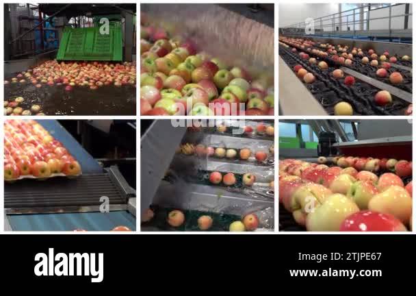 Apple Processing in Large Fruit Packing House Facility Prior Distribution to Market - Conceptual ...