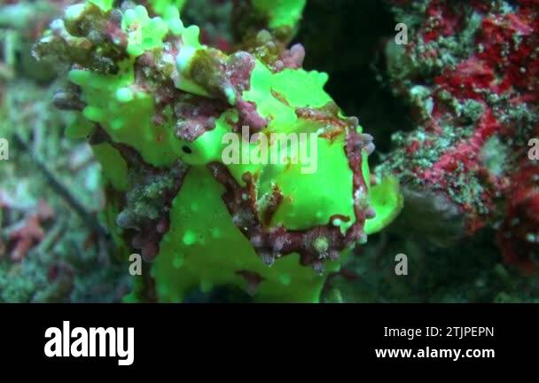 Green anglerfish in underwater realm is beauty that captures ...