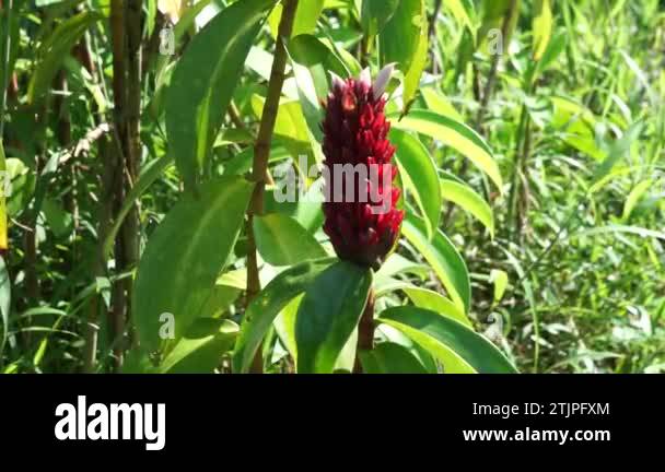 Cheilocostus speciosus (Also called crepe ginger, Costaceae, Hellenia ...