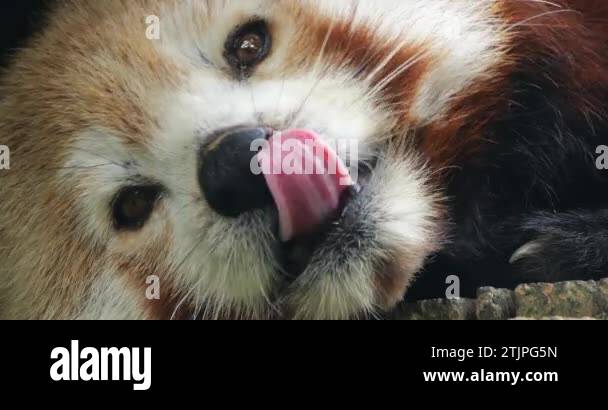 Portrait red panda ailurus fulgens Stock Videos & Footage - HD and 4K Video Clips - Alamy