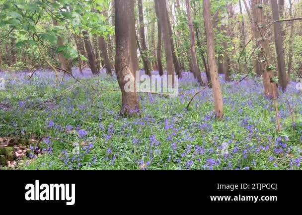 Bluebells in amongst trees Stock Videos & Footage - HD and 4K Video ...