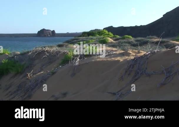 Sandy Galapagos Islands and Pacific Ocean wildlife scenery. Galapagos ...