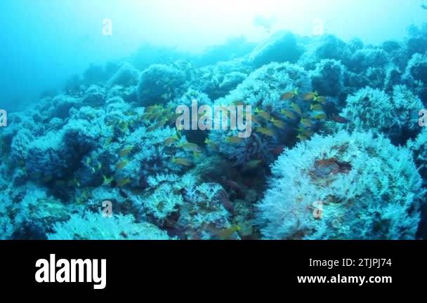 Shoal of snappers in wonderful seabed of the Andaman Sea Islands ...