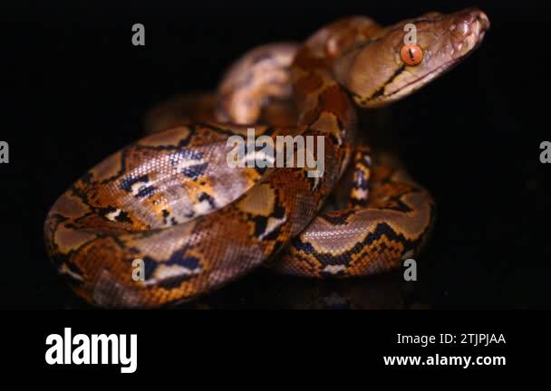 Reticulated Python Malayopython reticulatus snake isolated on black ...