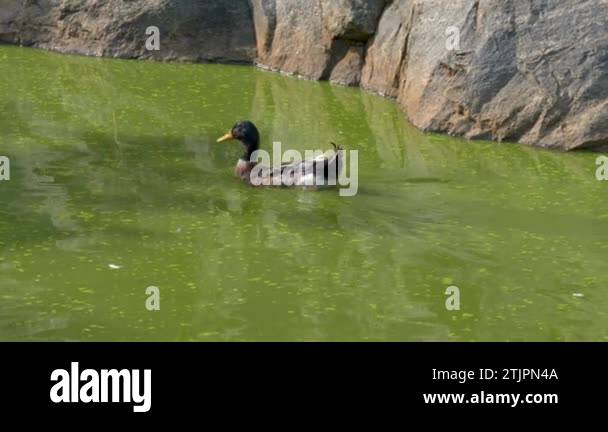 This video is about A single black duck joins a flock of three ducks in ...
