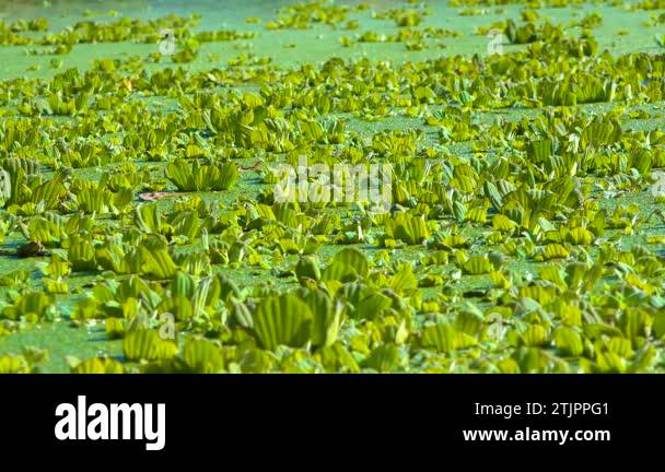 Floating aquatic plants Pistia stratiotes among duckweed and Wolffia in ...