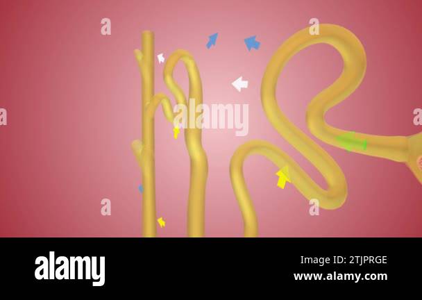 Overview of Nephron Function Distal convoluted tubule Stock Video ...