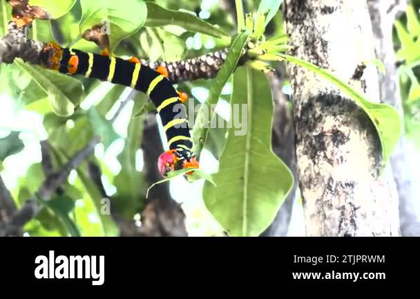 Earthworm eating a leaf, caterpillar of black and yellow stripes ...