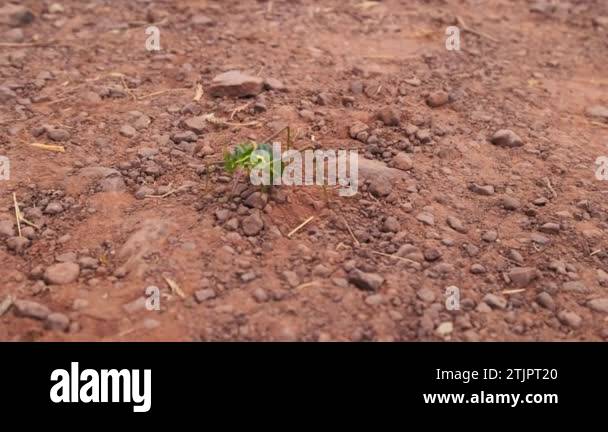 Wingless cricket Stock Videos & Footage - HD and 4K Video Clips - Alamy