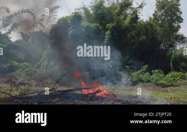 Destruction of jungle forest for farmland. Fire and smoke in the forest ...