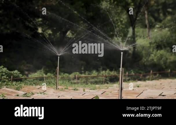 Watering process on a snail farm. Irrigation of snails with water on ...